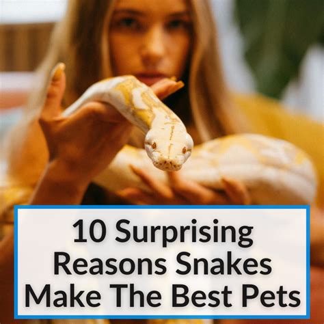 How Do Snakes Survive In The Desert Amazing Adaptations