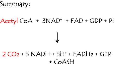 Kreb Cycle Equation