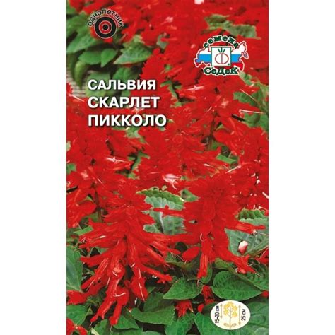 Сальвия многолетняя фото цветов, рассада . Когда сажать семенами