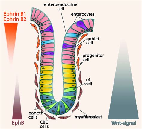 4 Intestinal Crypt Structure And Localisation Of Cell Types Along The