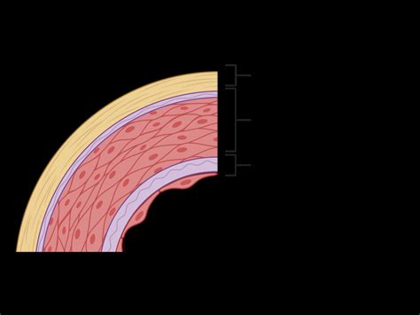 Layers Of The Aorta — Your Organ Aorta