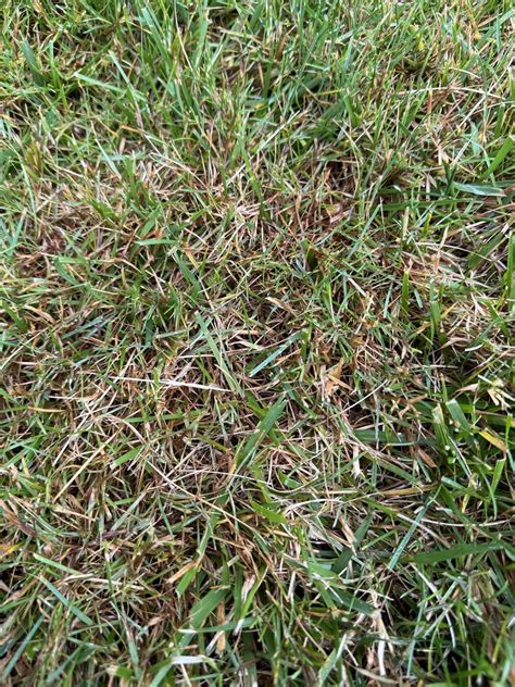 Is This Poa Triv Or Creeping Bentgrass Rlawncare