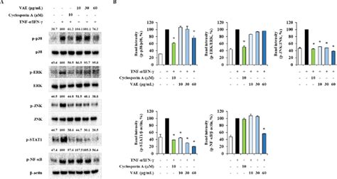 Effect Of Vae On Intracellular Signal Transduction In Tnf α Ifn γ