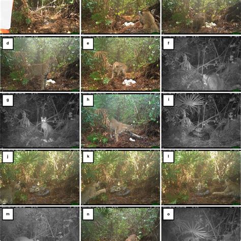 Selected Photo Sequence At A Burmese Python Python Bivittatus Nest Download Scientific