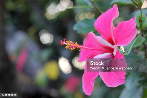 녹색 배경에 아름답고 활기찬 히비스커스 꽃의 매크로 샷 열대 정원에서 진짜 자연 꽃 녹색 흐림 배경이있는 클로즈업 핑크 히비스커스 꽃가루 0명에 대한 스톡 사진 및 기타