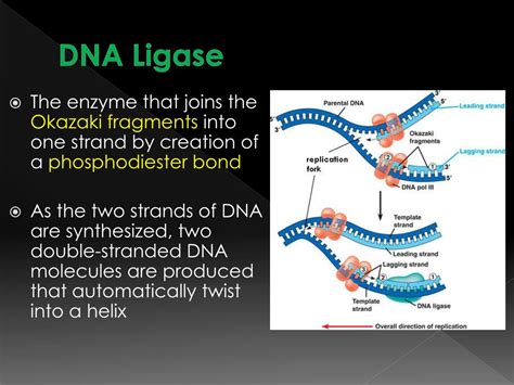 What Does Dna Ligase Do In Simple Terms At Brian Bauer Blog