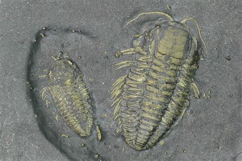 Two Pyritized Triarthrus Trilobites With Appendages New York 164299