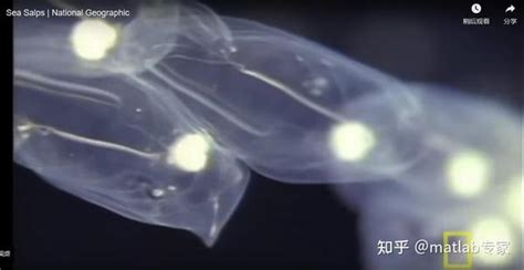 尊海鞘优化算法 salp swarm algorithm ssa 知乎