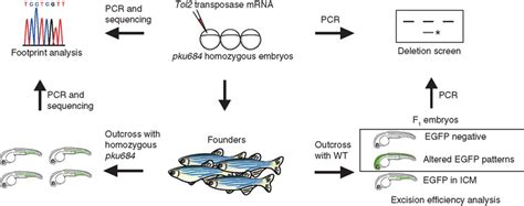 Schematic Diagram Showing The Strategy For Tol2 Excision Analysis And Download Scientific