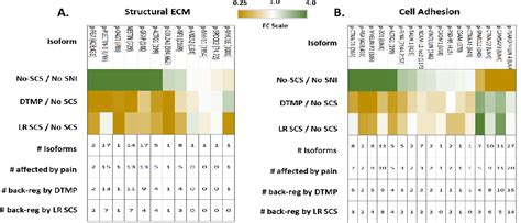 Figure 1 From Regulation Of Expression Of Extracellular Matrix Proteins By Differential Target