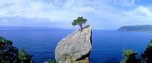 Tree Growing From A Rock Free Stock Photo Public Domain Pictures