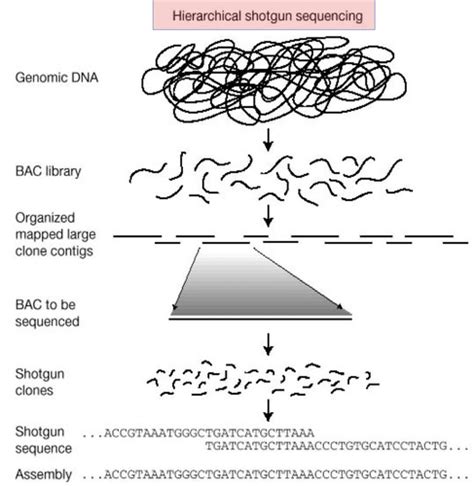 Genomics Flashcards Quizlet