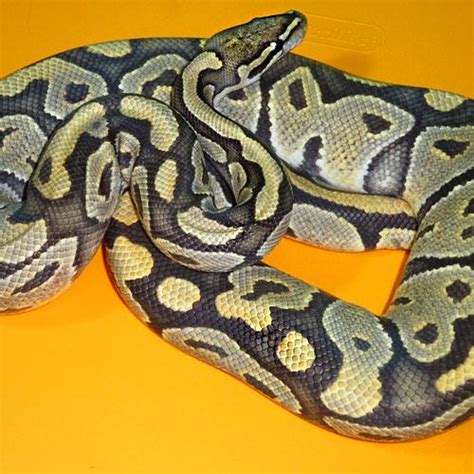 Ghost Ball Python Adult Female