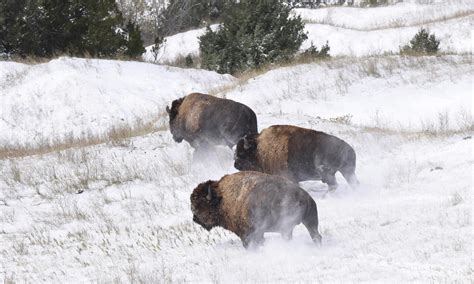 Bison Released Into New Territory