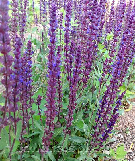 Salvia nemorosa 'Caradonna' - GARDENIDEA
