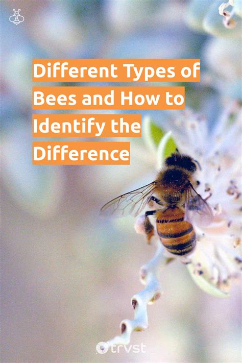 Different Types Of Bees And How To Identify The Difference If You Own A Garden With Flowers