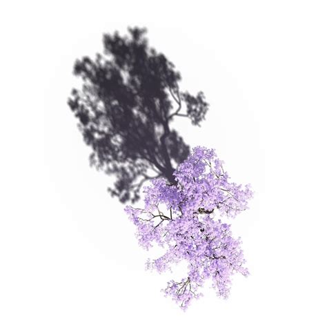 그 아래에 그림자가 있는 나무 위쪽 보기 흰색 배경에 격리됨 3d 그림 Cg 렌더링 프리미엄 사진