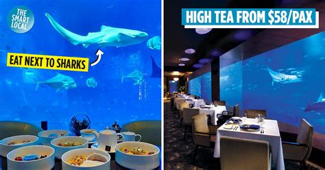Eat Next To Sharks In Sentosa 🦈🦈🦈🦈🦈🦈🦈😋 Hardwarezone Forums