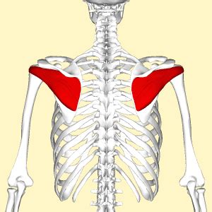 Infraspinatus Physiopedia
