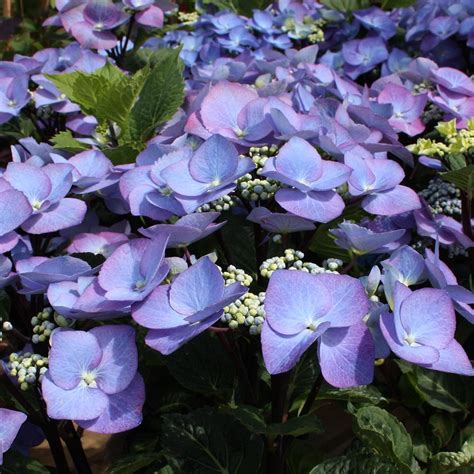 Groundwrx Hydrangea Bloomstruck