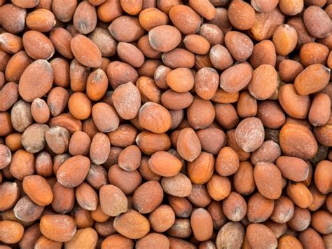 Radish Seeds Background Information At Aidan Whyte Blog