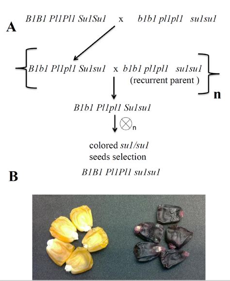 Breeding Scheme A Recurrent Selection Scheme The Cross Between The