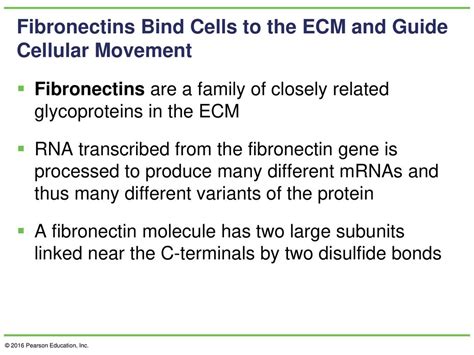 Chapter 15 Beyond The Cell Cell Adhesions Cell Junctions And