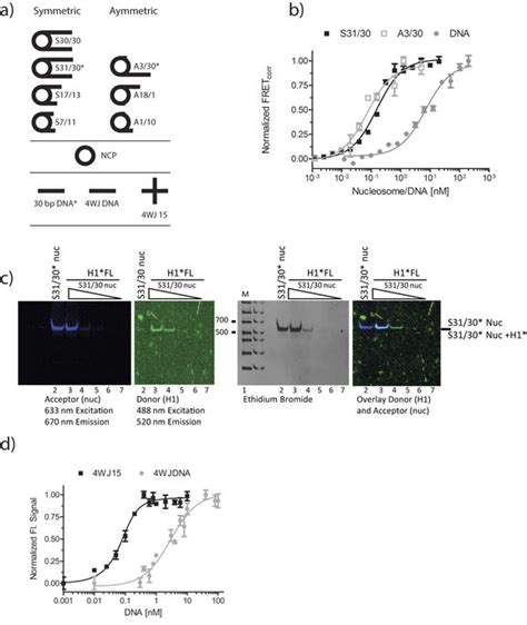 H1 Recognizes Nucleosomal Linker Geometry A Schematic Of Dna And