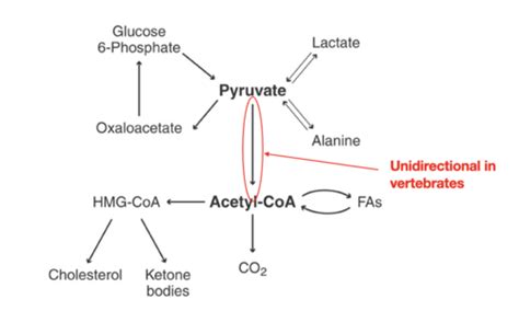 Lecture 16 Biochem Flashcards Quizlet