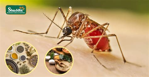 The Dengue Epidemic Symptoms Treatment And Natural Prevention Methods