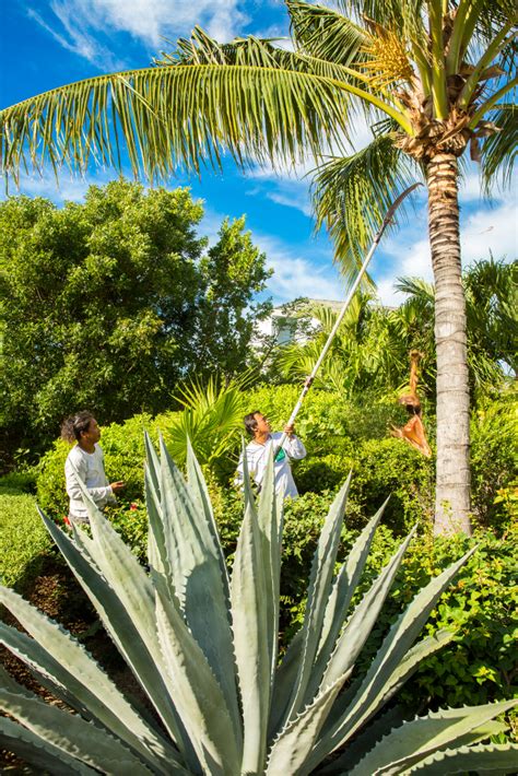 Statement Trees And Plants Landscaping By Ea