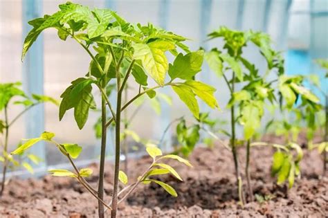 Як захистити розсаду помідорів від фітофтори перевірені способи