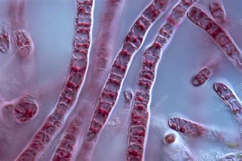 Red Algae Light Micrograph Stock Image C059 4086 Science Photo