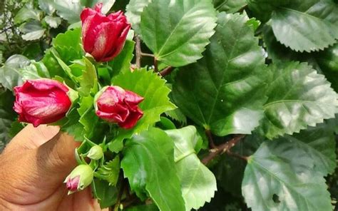 কৃষি বাতায়ন