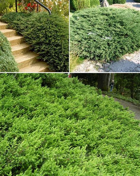 Можжевельник посадка и уход в открытом грунте Ландшафтный дизайн на склоне Посадка Растения