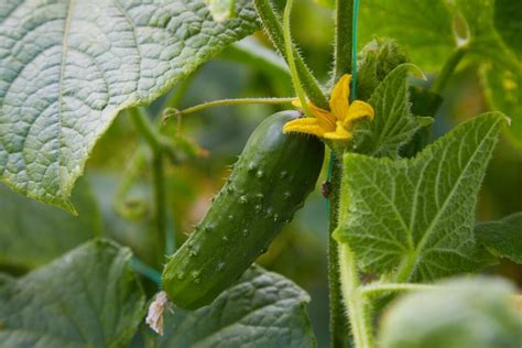 Pruning Cucumbers Why You Should How To Do It Plantura