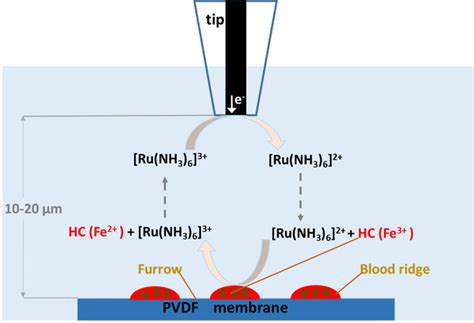A Schematic Representation Not To Scale Of The Secm Imaging Principle