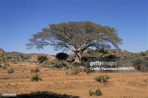 Eritrea Highlands Photos And Premium High Res Pictures Getty Images
