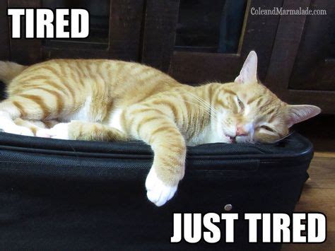 Tired Cat Humor