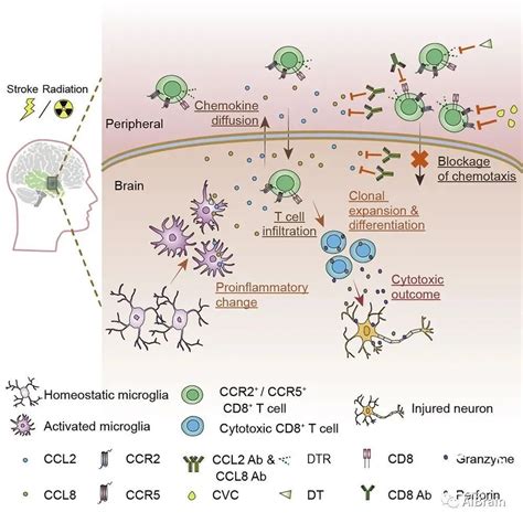 科学家专访丨中山大学唐亚梅团队发现小胶质细胞通过趋化外周cd8⁺ T细胞浸润脑实质引发脑损伤的新机制 脑医汇
