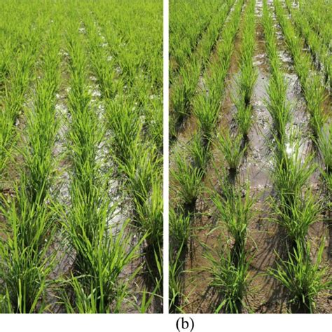 Rice Plants Treated With Trichoderma Based Biofertilizer Show More Download Scientific Diagram