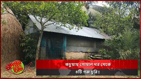 কচুয়ায় গোয়াল ঘর থেকে ৪টি গরু চুরি Youtube