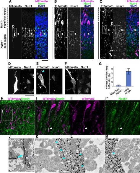 Sparse Cell Labeling Of Migrating Neurons Tdtomato Plasmid Was Download Scientific Diagram