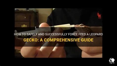 How To Safely And Successfully Force Feed A Leopard Gecko: A Comprehensive Guide | PetShun