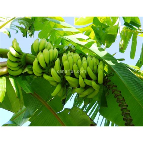 Buy Musa Ney Poovan With Canarius