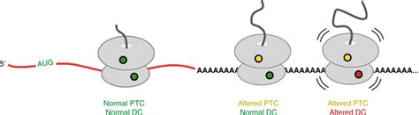 Coincidence Detection Model For Ribosome Stalling On Download