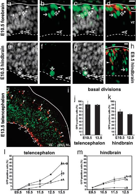 Neuroepithelium Semantic Scholar