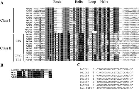 Multiple Alignment Of Tcp Protein Sequences For Phalaenopsis Equestris