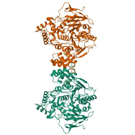 Acetylcholinesterase Structure