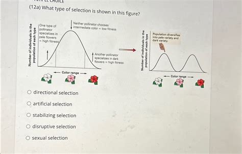 Solved 12a ﻿what Type Of Selection Is Shown In This